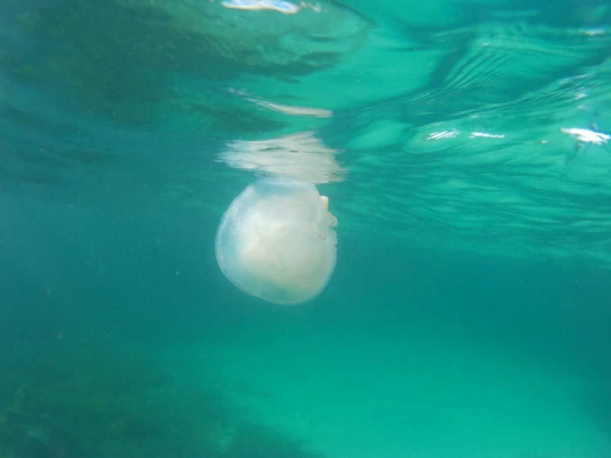 The giant jellyfish 'Rhizostoma Luteum', in Mallorca - Mallorca Global Mag